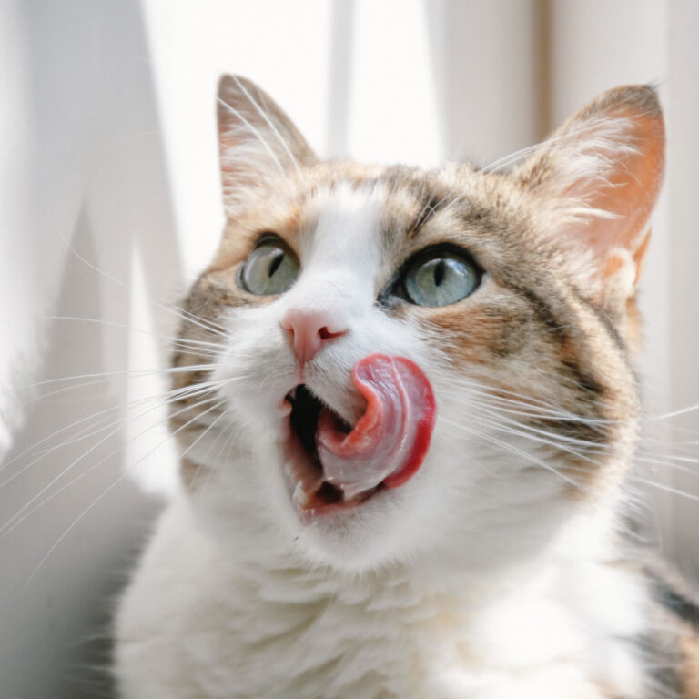 Adopt - Fresno Animal Center