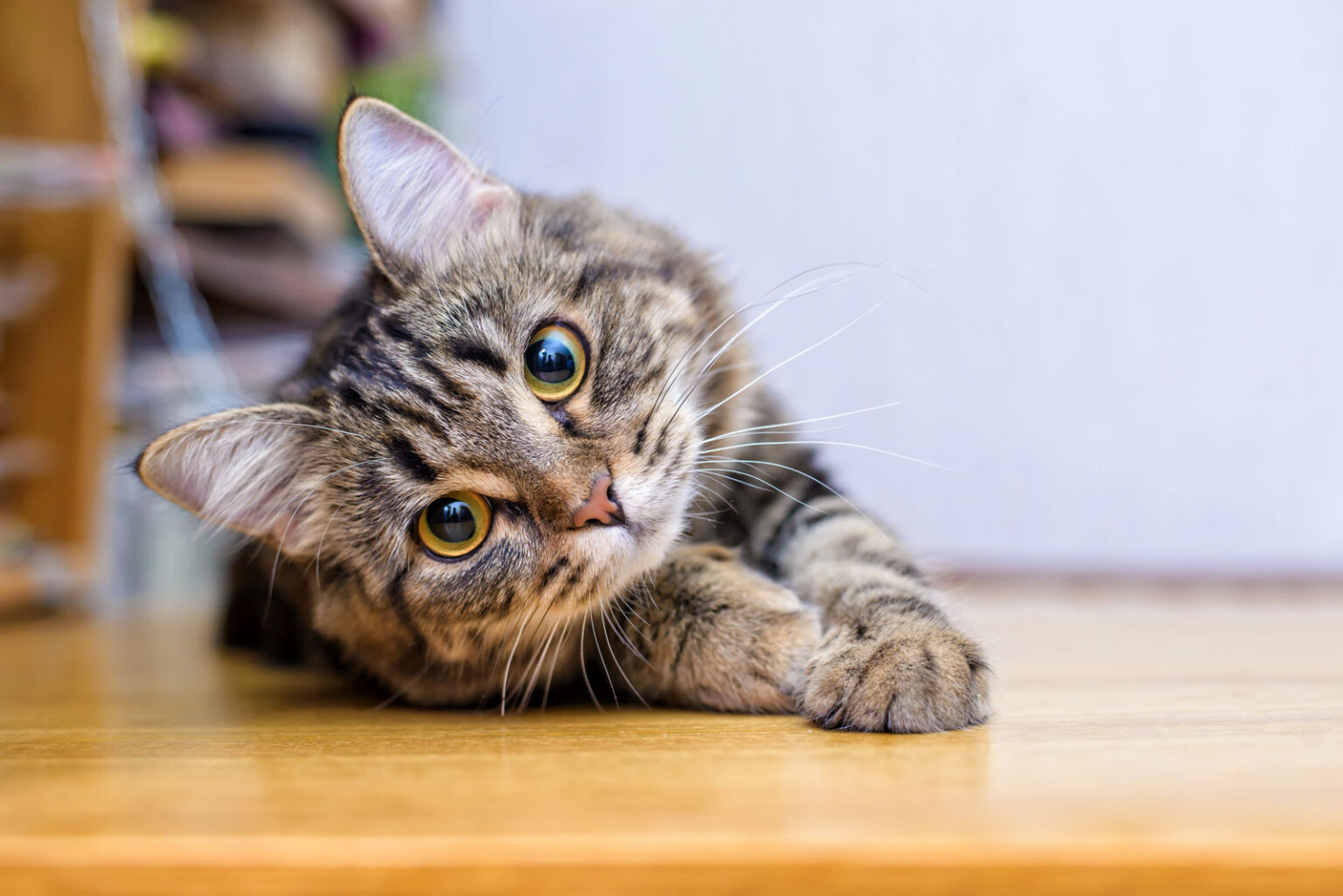 Adoptable Cats - Fresno Animal Center