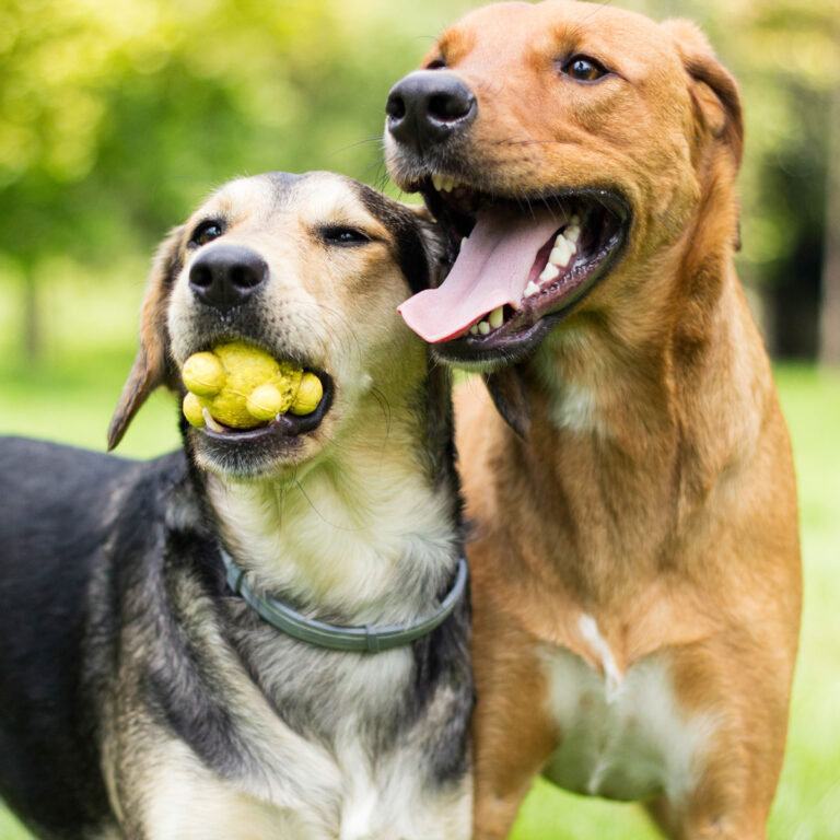 Adopt - Fresno Animal Center