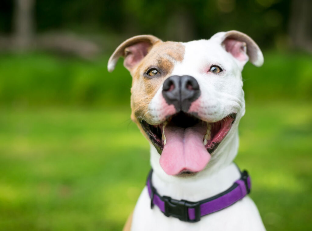 Adopt - Fresno Animal Center