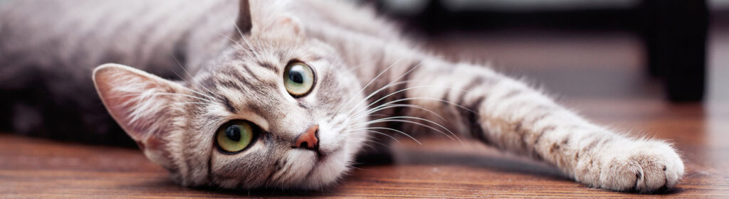 Community Cats - Fresno Animal Center