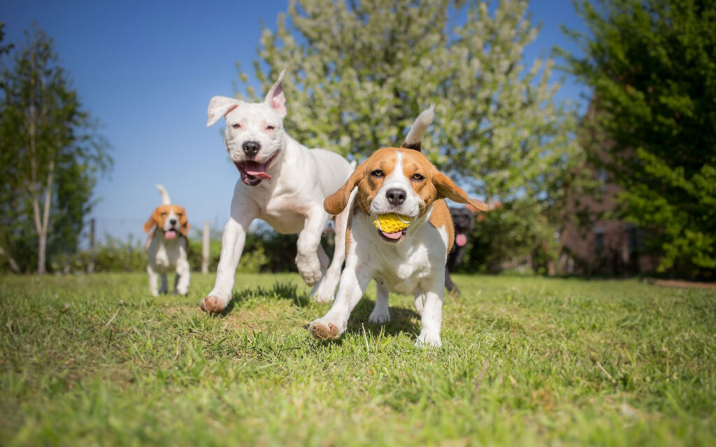 Pet Identification and Licensing - Fresno Animal Center