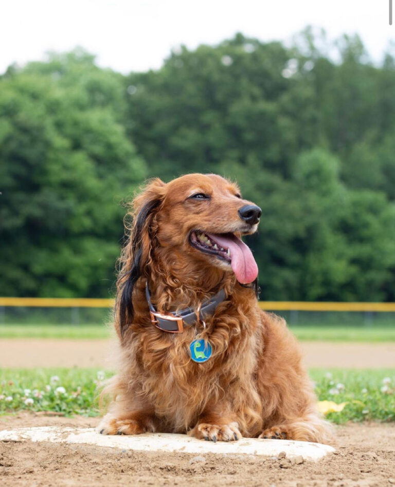 Dog Licenses - Fresno Animal Center