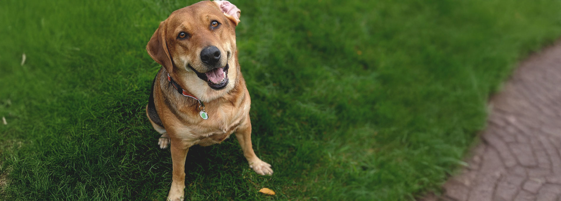 Dog Licenses - Fresno Animal Center